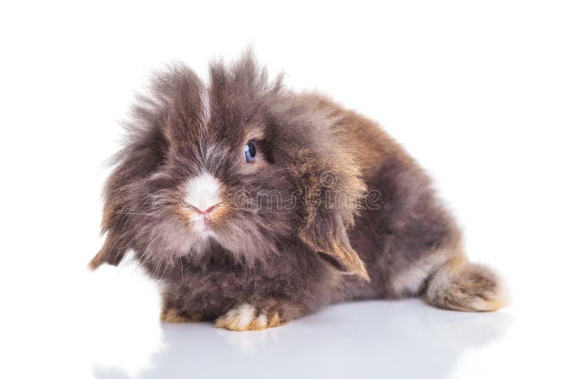 Full Body of a Cute Lion Head Rabbit Bunny Stock Image - Image of ...