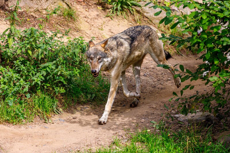 Full Body of Eastern Timber Wolf Stock Photo - Image of animal ...