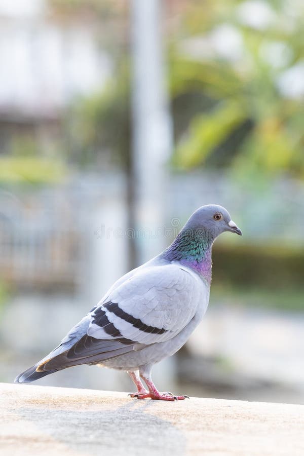 Full Body of Homing Pigeon Bird Stock Image - Image of plumage, female ...