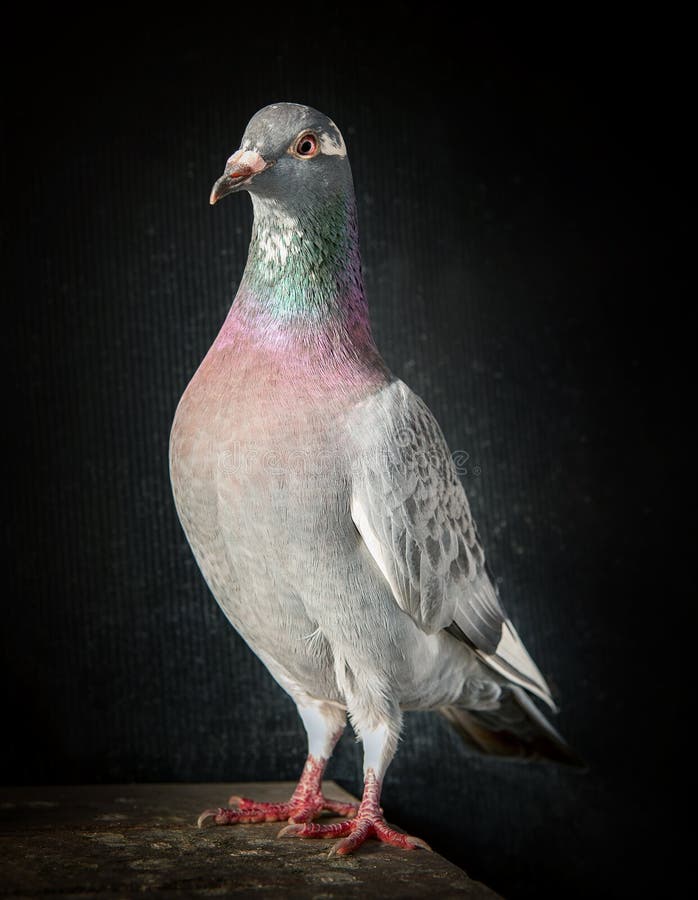 Full Body of Homing Pigeon Bird in Home Loft Stock Photo - Image of ...