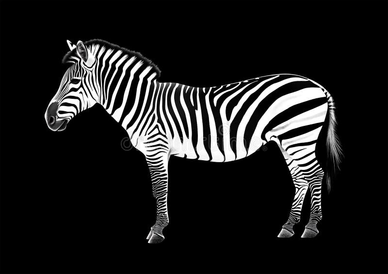Full-Body Zebra with Black and White Stripes, Isolated on a Solid Black ...