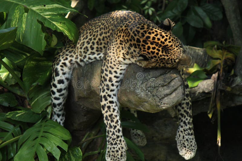 Full Body Leopard on a Tree Branch during Daylight Stock Photo - Image ...