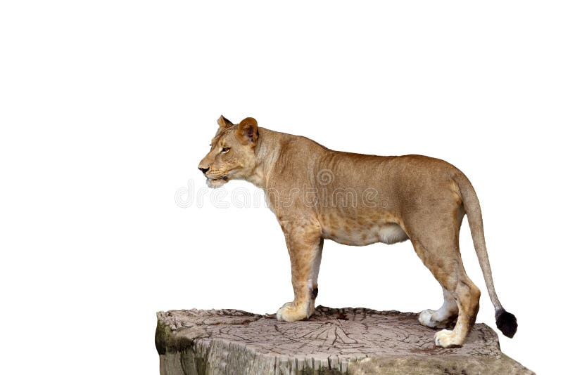 623 Lioness Body Stock Photos - Free & Royalty-Free Stock Photos from ...