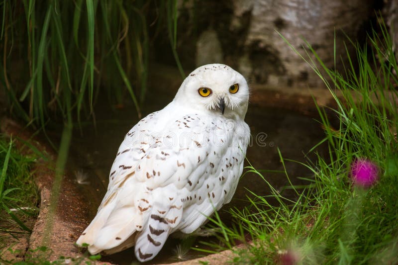 Full Body of Male Snow Owl in the Forest Stock Image - Image of ...