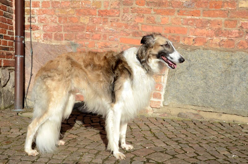 Borzo Stock Photos - Free & Royalty-Free Stock Photos from Dreamstime