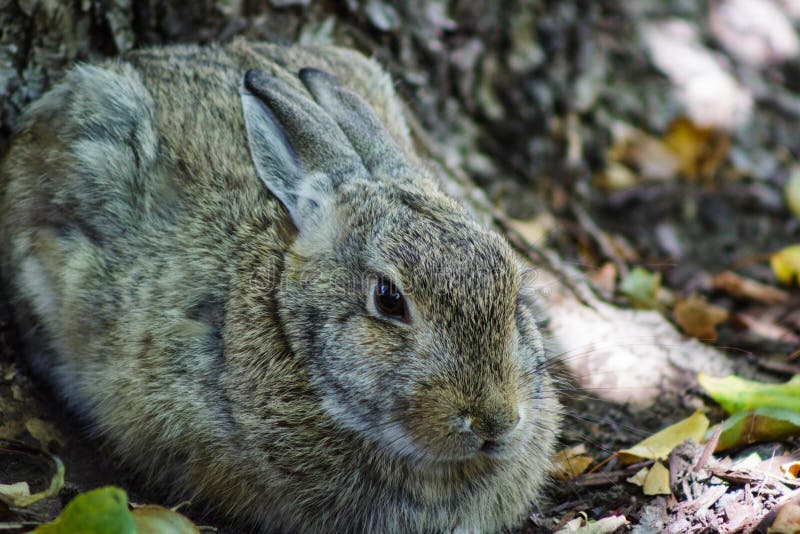 Full Body Portrait of a Cute Bunny Rabbit Stock Image - Image of fight ...