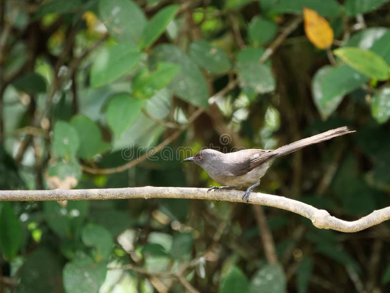 Full Body Portrait of a Long-tailed Sibia Stock Image - Image of ...