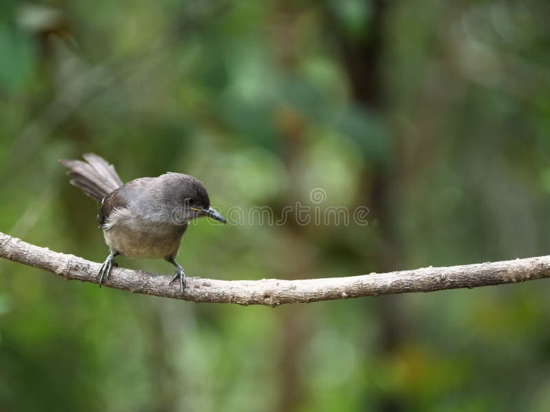 Full Body Portrait of a Long-tailed Sibia Stock Photo - Image of tail ...