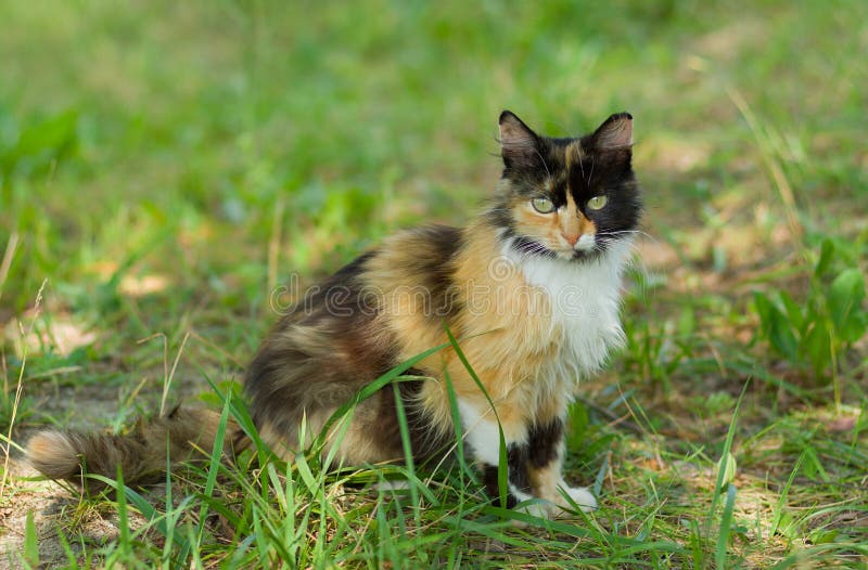 Full Body Portrait of Long-haired Cat Stock Image - Image of single ...