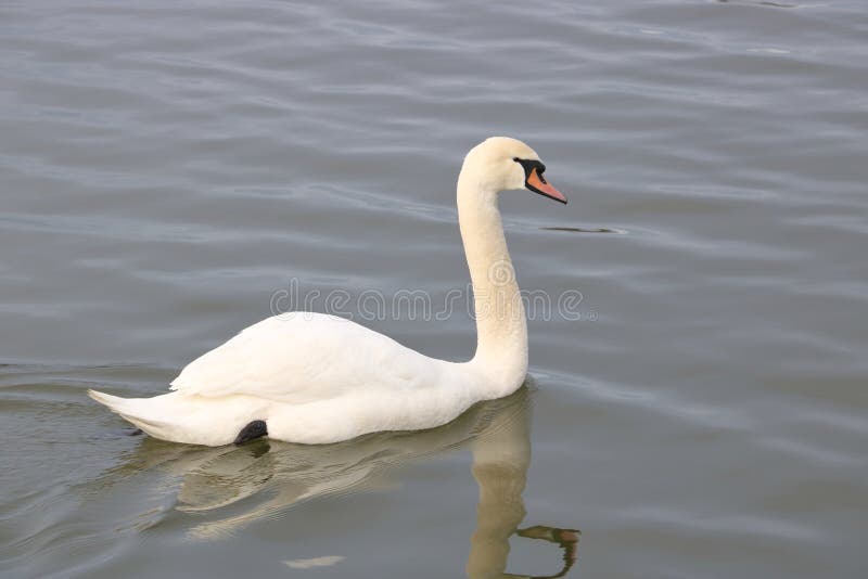 Full Body Profile Adult Swan Stock Photos - Free & Royalty-Free Stock ...