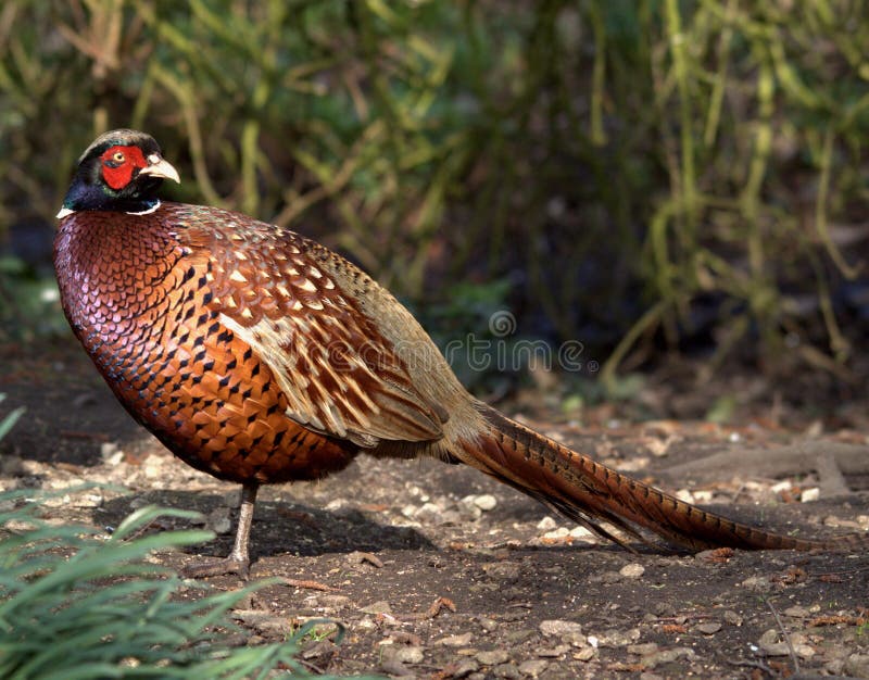Full Body Profile of Wild Pheasant Stock Photo - Image of wild, grass ...