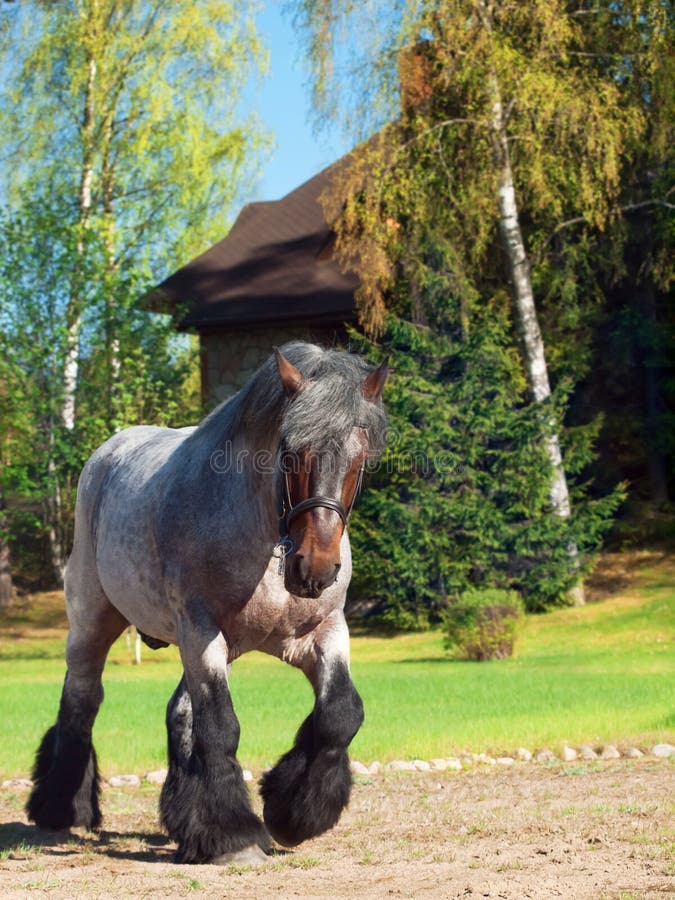 Full Body Shot of a Belgian Draught Horse. Stock Photo - Image of ...