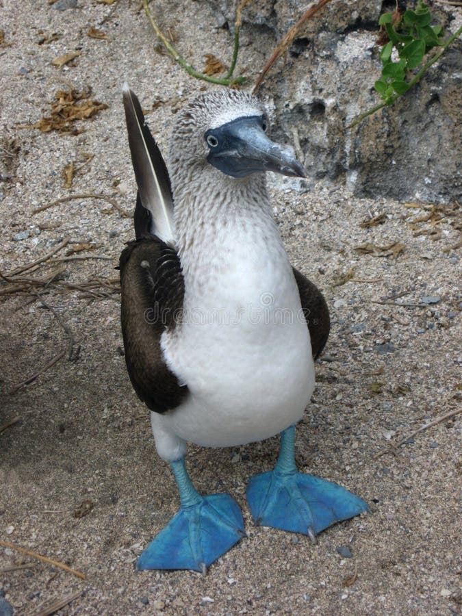 Booby stock image. Image of duck, swan, footed, seabird - 372499681