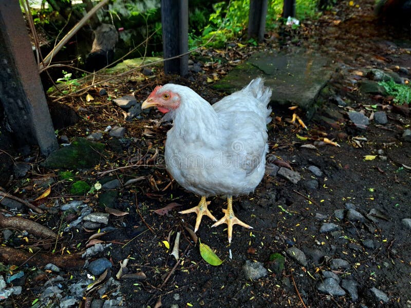 White Chicken Standing Rocky Ground Stock Photos - Free & Royalty-Free ...