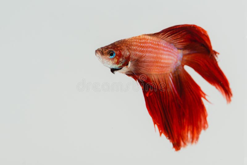 Body Shot of a Lone Red Longtail Betta Fish Swimming. Stock Image ...