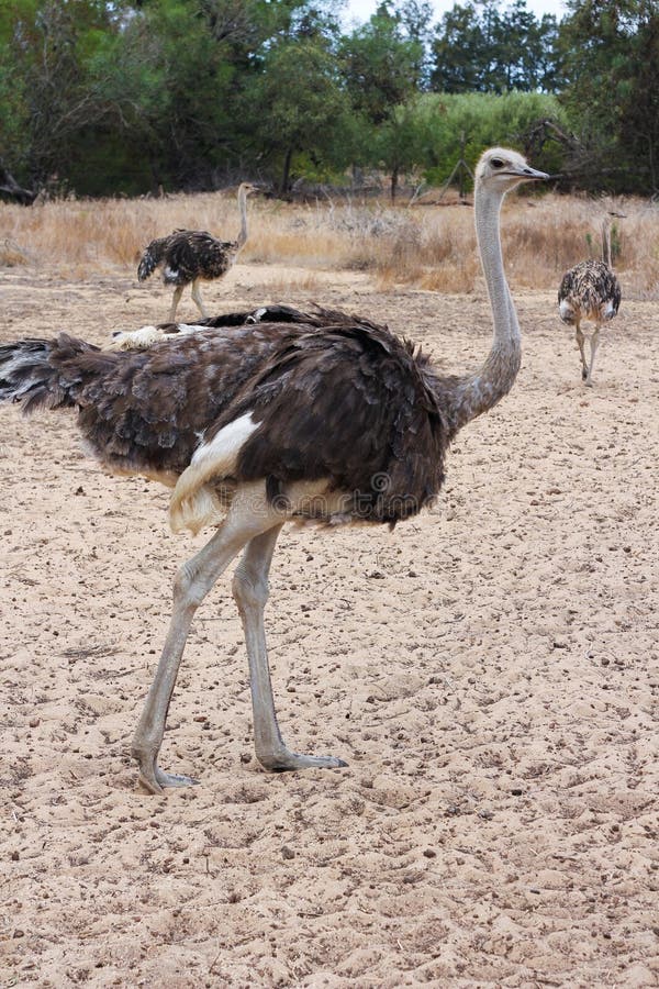 Pair of ostriches running stock image. Image of avian, runner - 642499