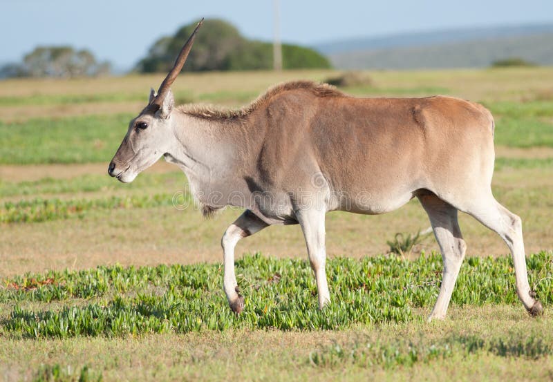 Eland Cow Frontal Stock Photos - Free & Royalty-Free Stock Photos from ...