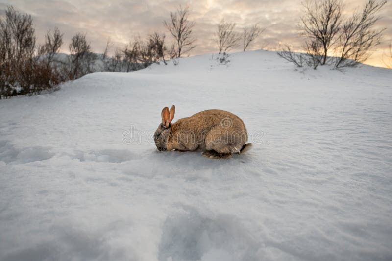 Full Body from Side of Dark Brown Rabbit Typical of Iceland Eating a ...