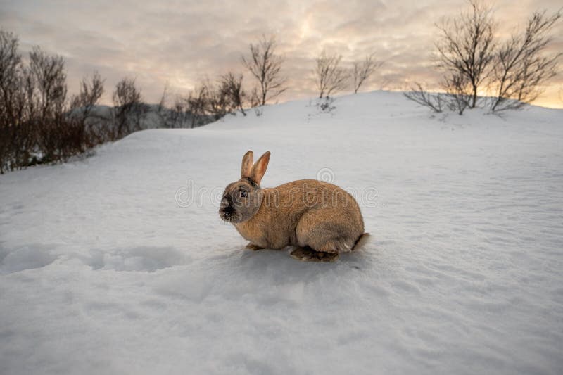 Full Body from Side of Dark Brown Rabbit Typical of Iceland Eating a ...