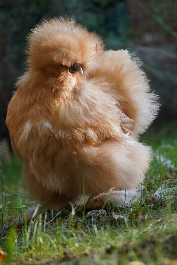 Full Body Silkie Chicken from a Backyard Poultry Farm Stock Image ...