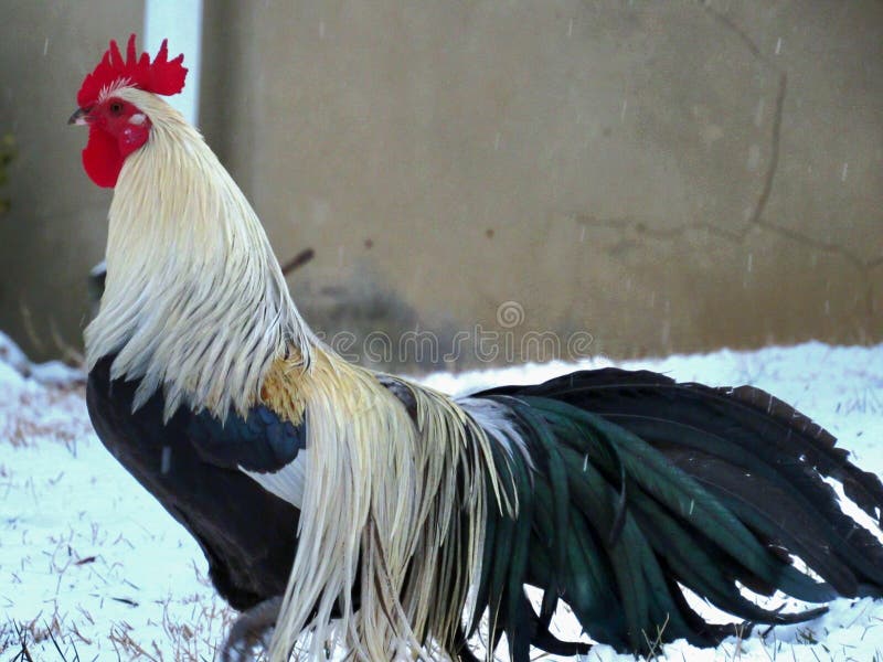Full Body Silver Phoenix Rooster Stock Photo - Image of body, silver ...