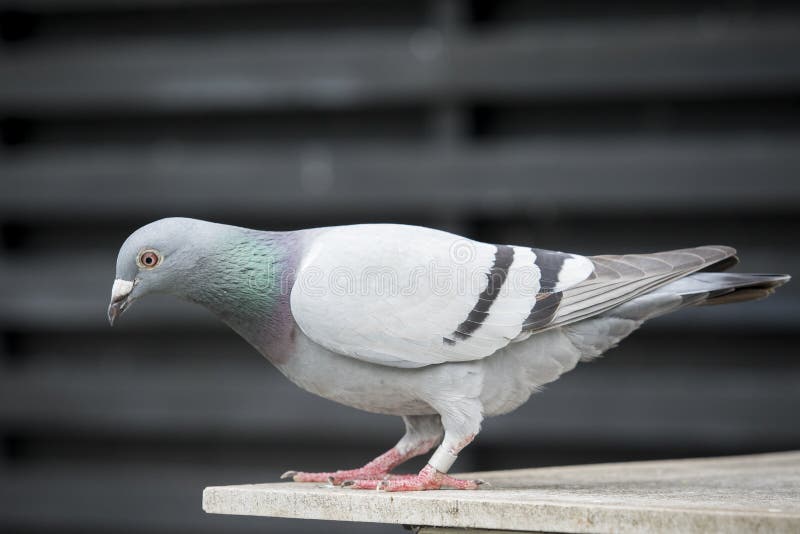 Pigeon flying stock image. Image of pigeon, composite - 16698603