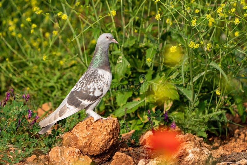 Full Body of Speed Racing Pigeon Bird Standing Stock Image - Image of ...