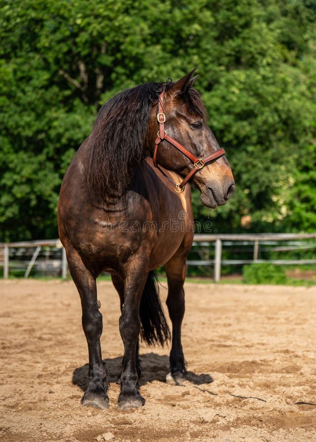 405 Dappled Brown Horse Stock Photos - Free & Royalty-Free Stock Photos from Dreamstime