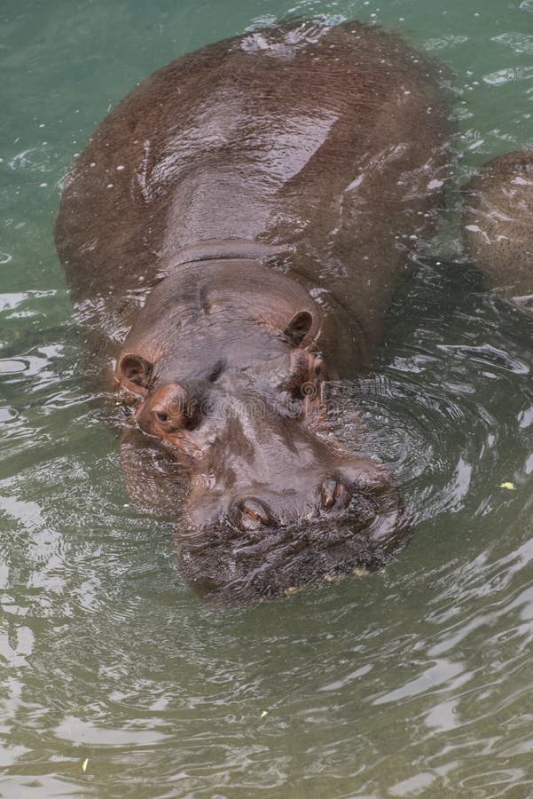 Closeup View of Hippo S Head with Open Mouth Stock Photo - Image of ...