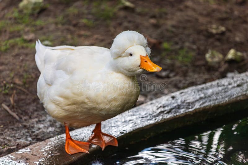 Full Body of White Crested Duck Breed Stock Image - Image of breed ...