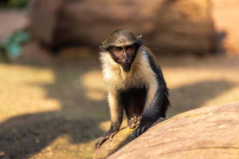 Full Body of Young Diana Monkey, Cercopithecus Diana Stock Photo ...