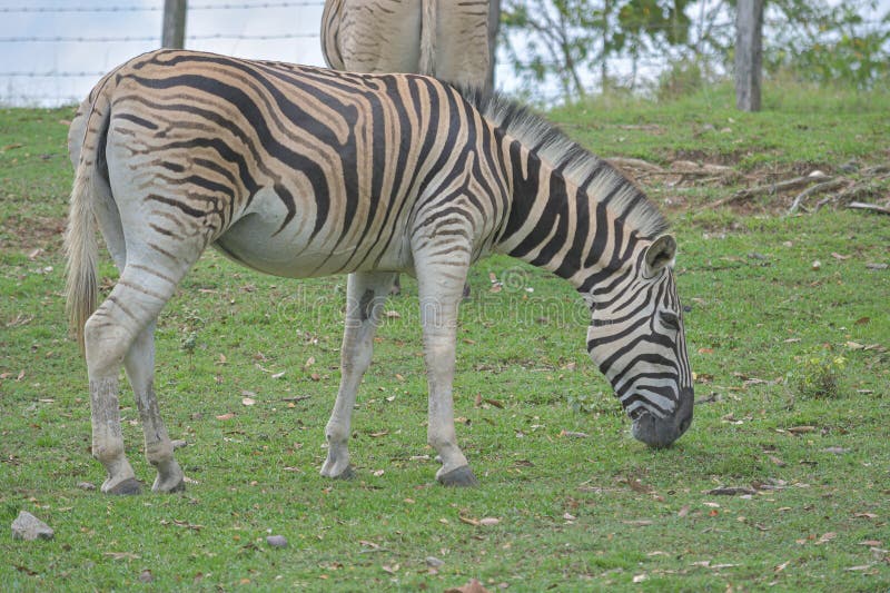 Full body zebra stock image. Image of grass, grassland - 291654163