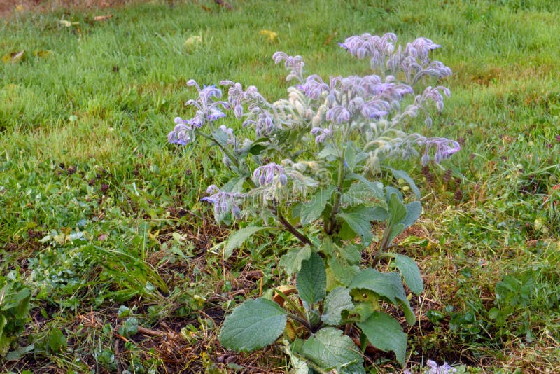 Full Borage Plant in Green Grass 02 Stock Photo - Image of natural ...