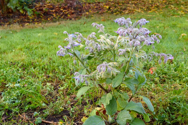 Full Borage Plant in Green Grass 05 Stock Photo - Image of grass, star ...