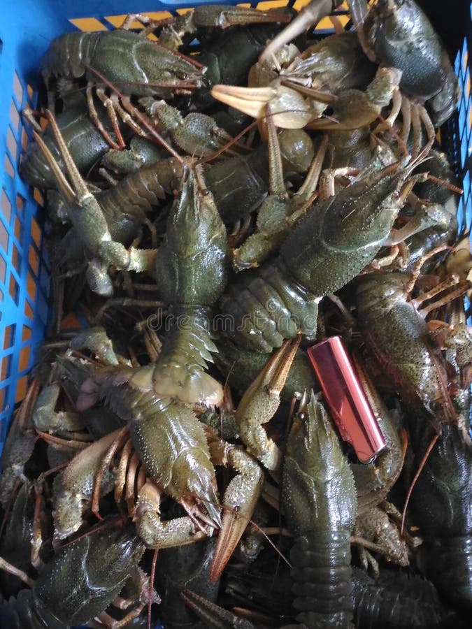 A Full Box of Don Crayfish in Blue Plastic Packaging. Stock Photo ...