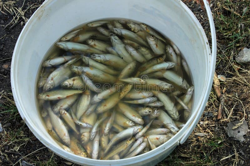 Full Bucket of Fish. Barbel Caught in the River Stock Photo - Image of ...