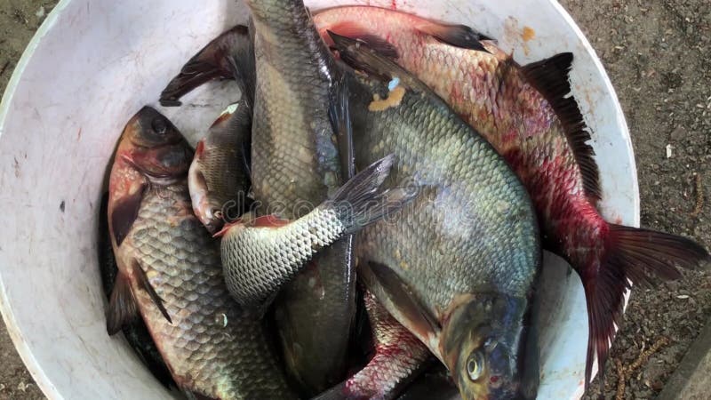 Full Bucket of Freshly Caught Fish Stock Video - Video of vitality ...