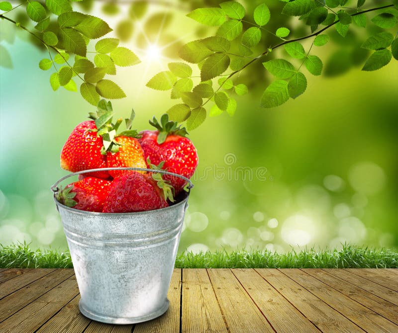 Full Bucket of a Giant Strawberry Stock Image - Image of gardening ...
