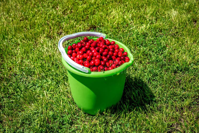 Full Bucket of Ripe Cherries Stock Image - Image of crop, organic ...