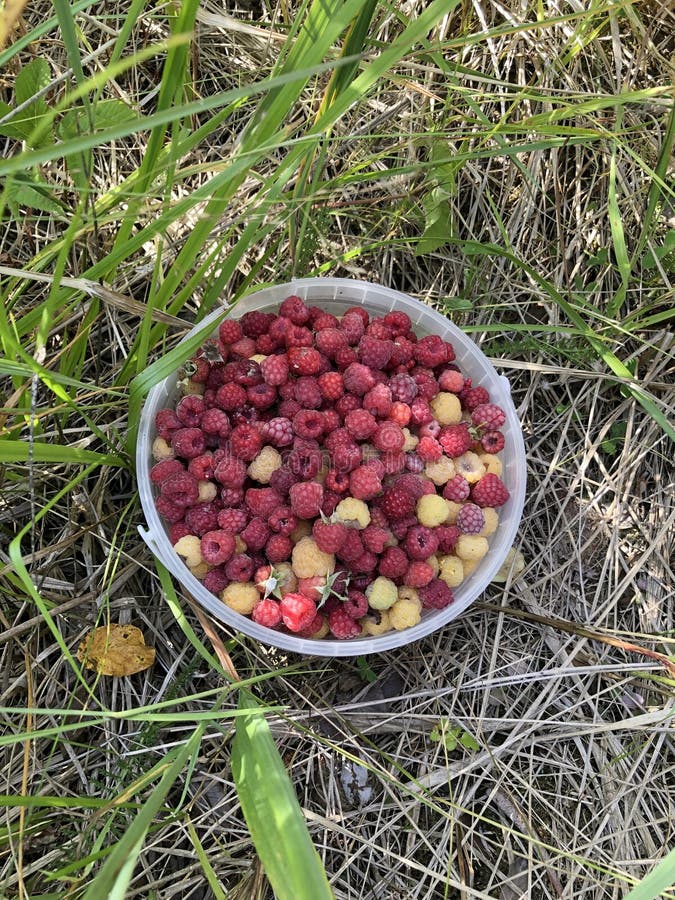 Full Bucket of Ripe Forest Raspberries, a Bucket in the Grass Stock ...