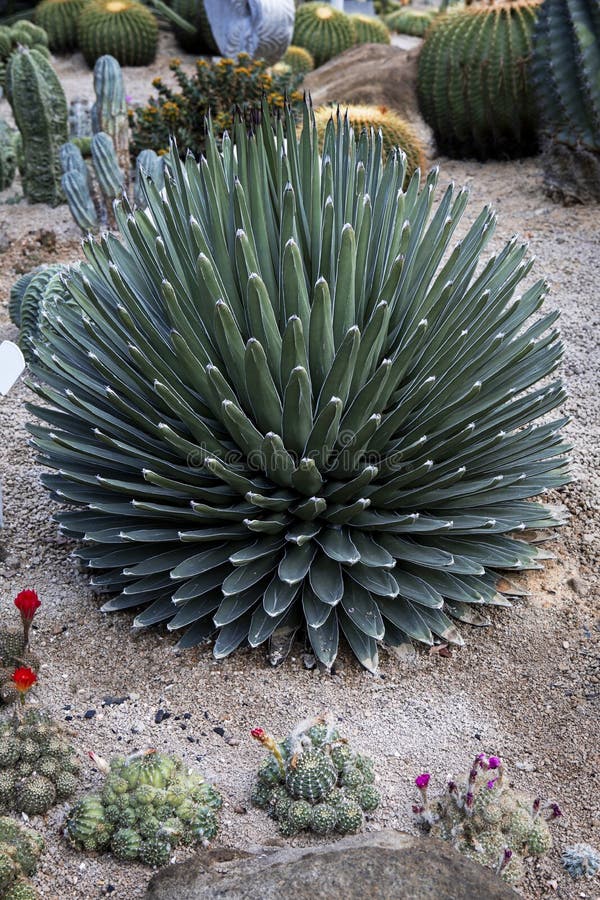 Full Bush of Victoria Agave in Green House Stock Image - Image of cacti ...