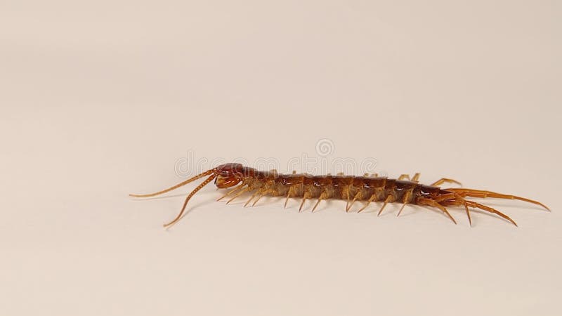 Full Centipede Eating a Moth Larva on White Background with Detailed ...