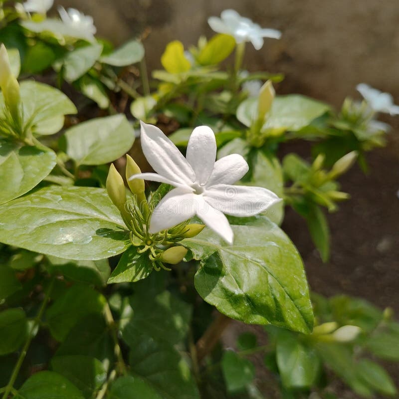 Full Close-up of Mogra Flower with Green Leafs Stock Image - Image of ...