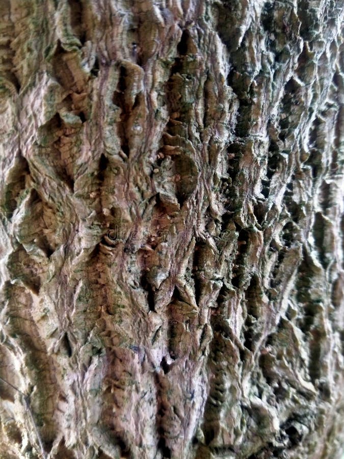 Full Close Up of Skin Trunk Stock Image - Image of nature, plant: 252490793