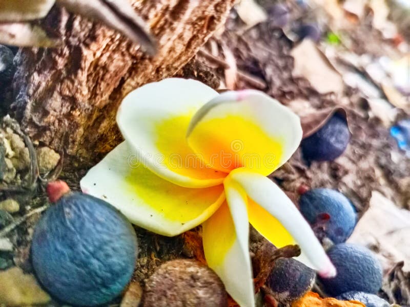 Chafa Photos - Free & Royalty-Free Stock Photos from Dreamstime