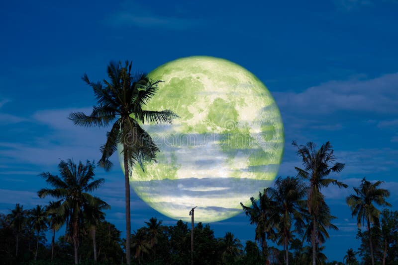 Full Cold Moon Back on Coconut Tree in the Night Sky Stock Image ...