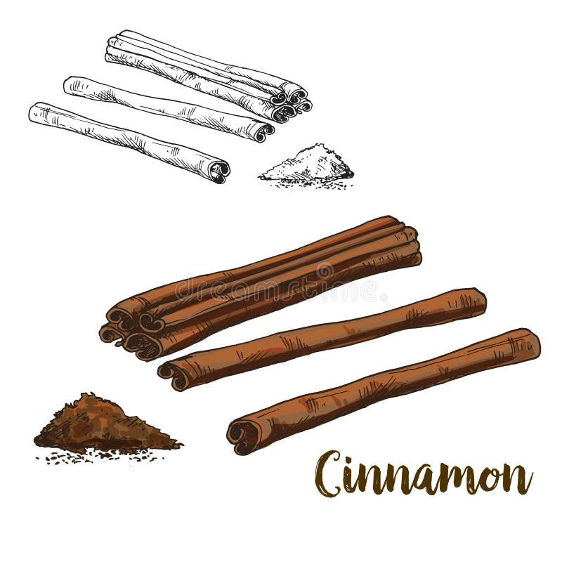 Full Color Realistic Sketch Illustration of Cinnamon Stock Vector ...