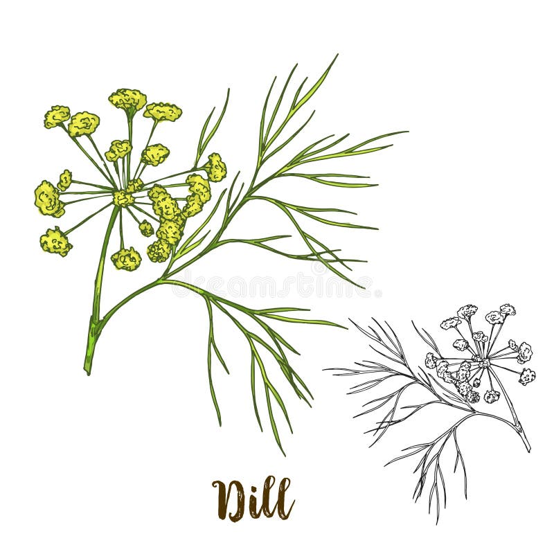 Full Color Realistic Sketch Illustration of Dill Stock Vector ...
