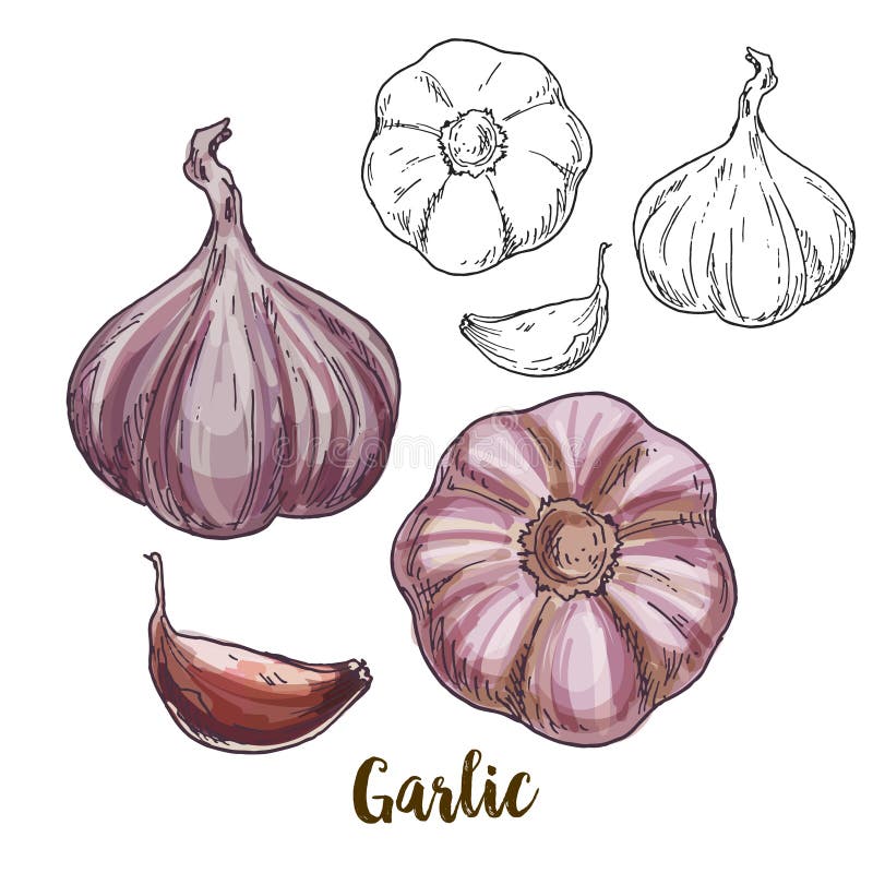 Full Color Realistic Sketch Illustration of Garlic Stock Vector ...