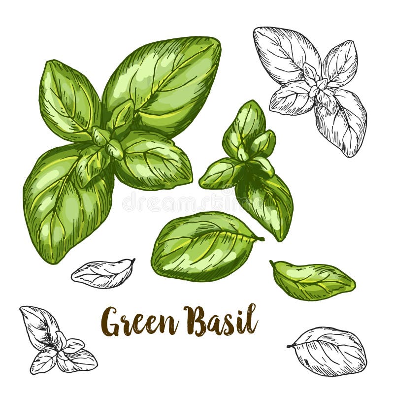 Full Color Realistic Sketch Illustration of Green Basil Stock Vector ...